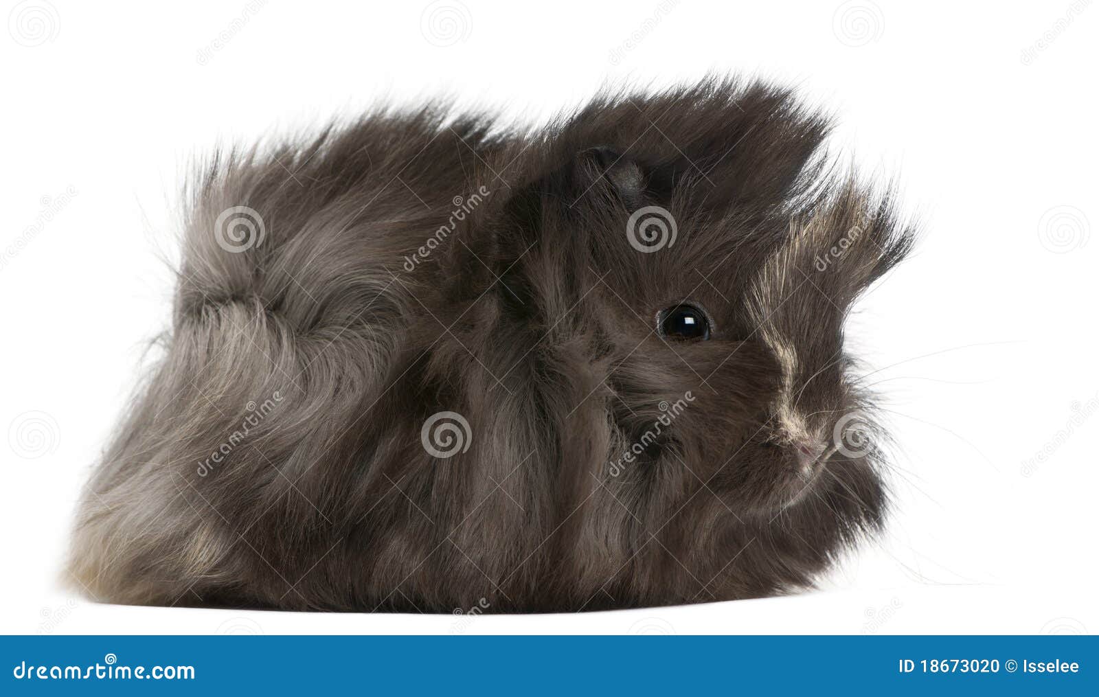 Giovane Cavia Peruviana, 2 Mesi Fotografia Stock - Immagine di ritratto ...