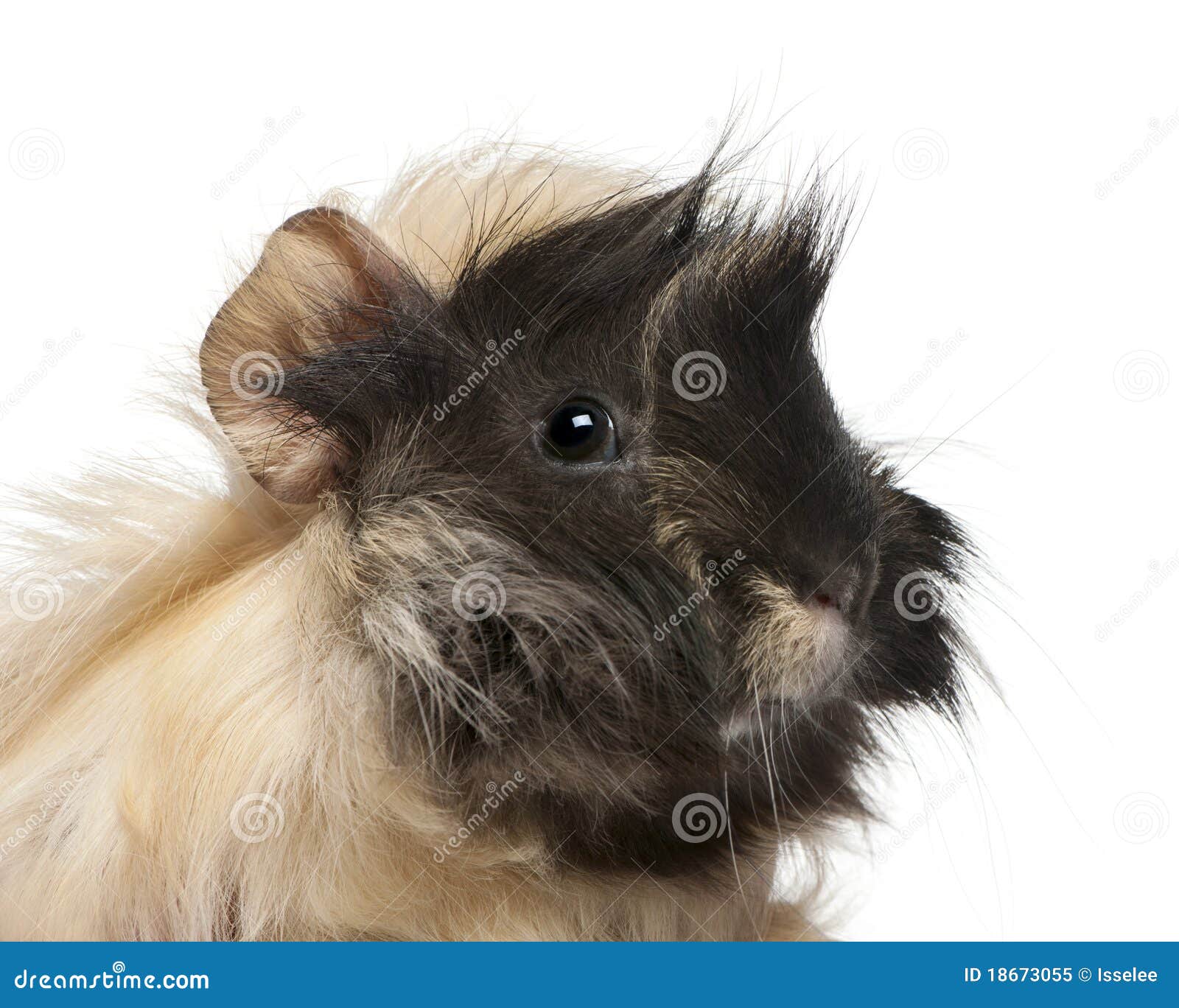 Giovane Cavia Peruviana, 6 Mesi Immagine Stock - Immagine di lato, nero ...