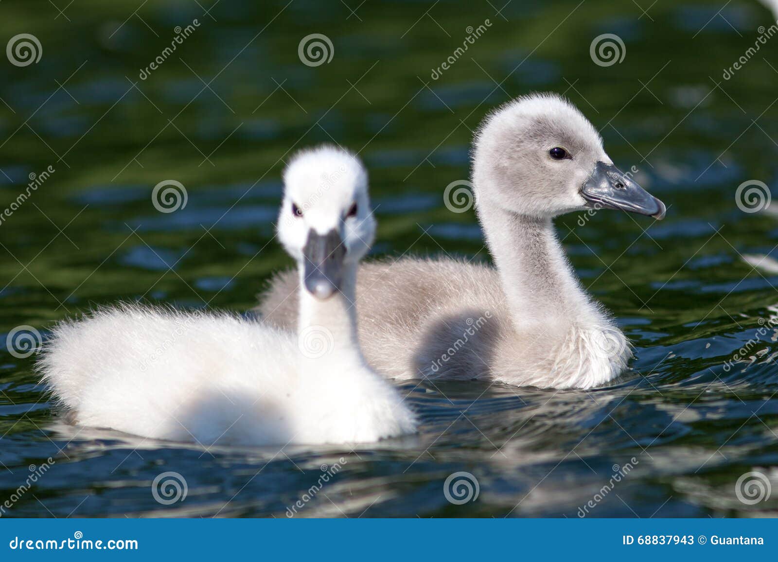 Giovane cigno immagine stock. Immagine di bello, grazioso - 68837943