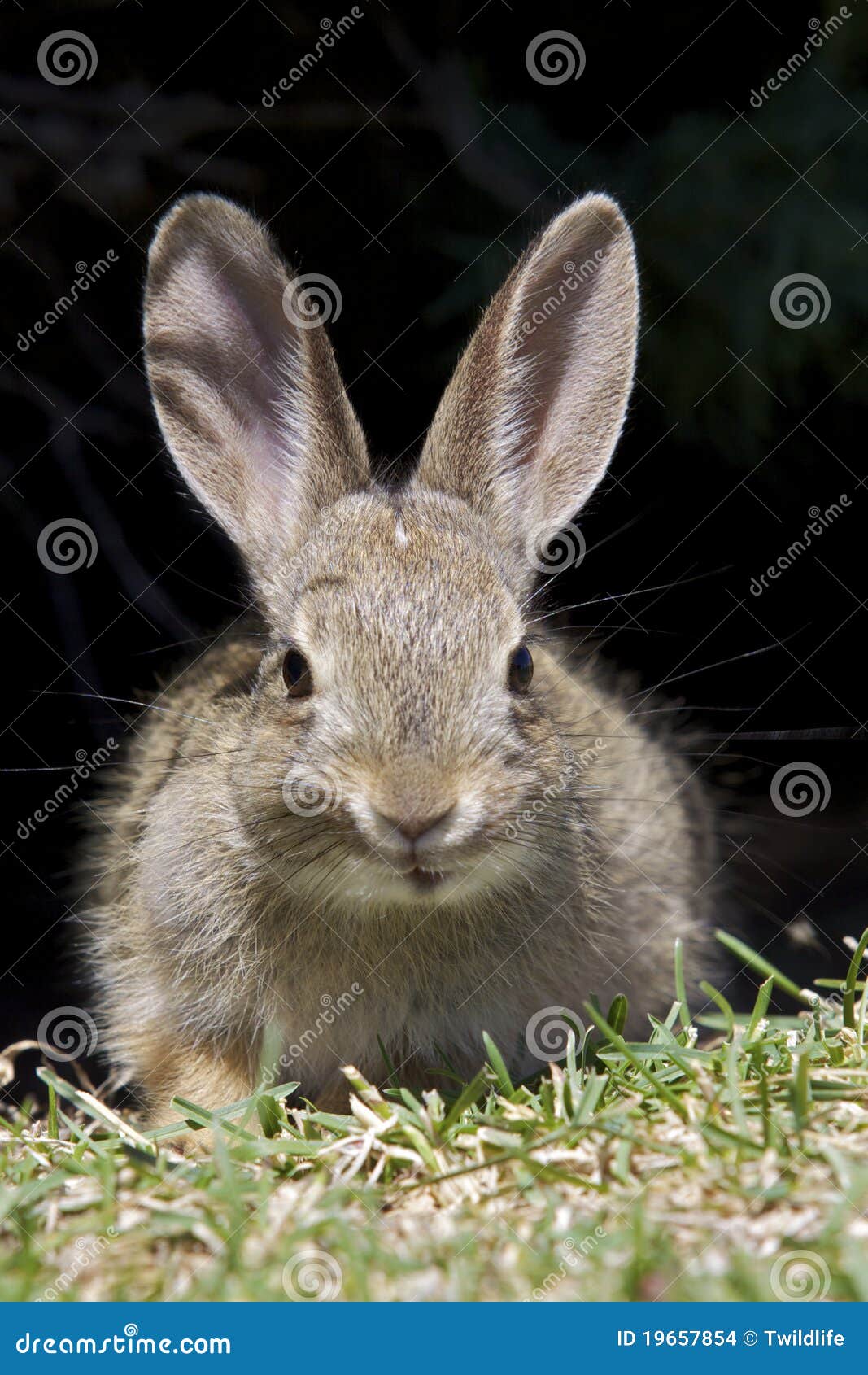 Giovane Coniglio Di Silvilago Fotografia Stock - Immagine di animale ...