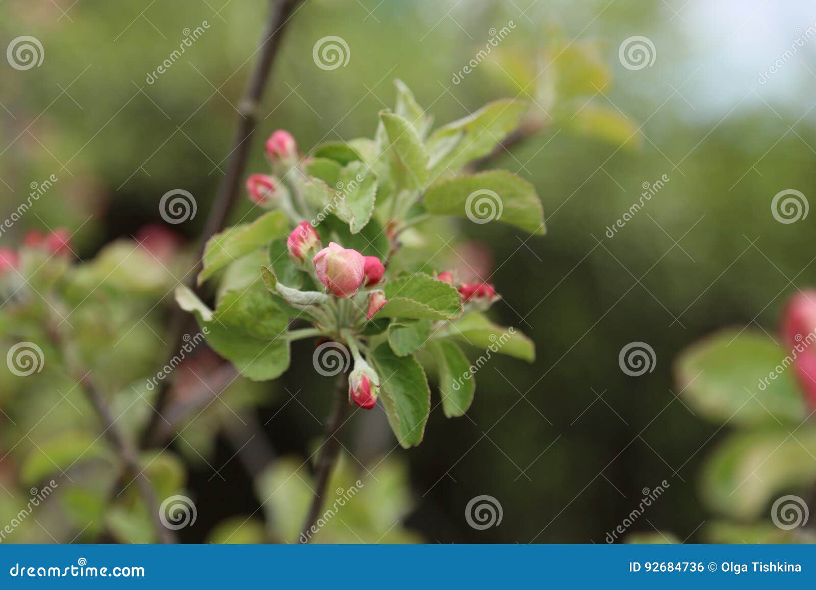 Giovane Di Melo in Fiore in Primavera Fotografia Stock - Immagine di ...
