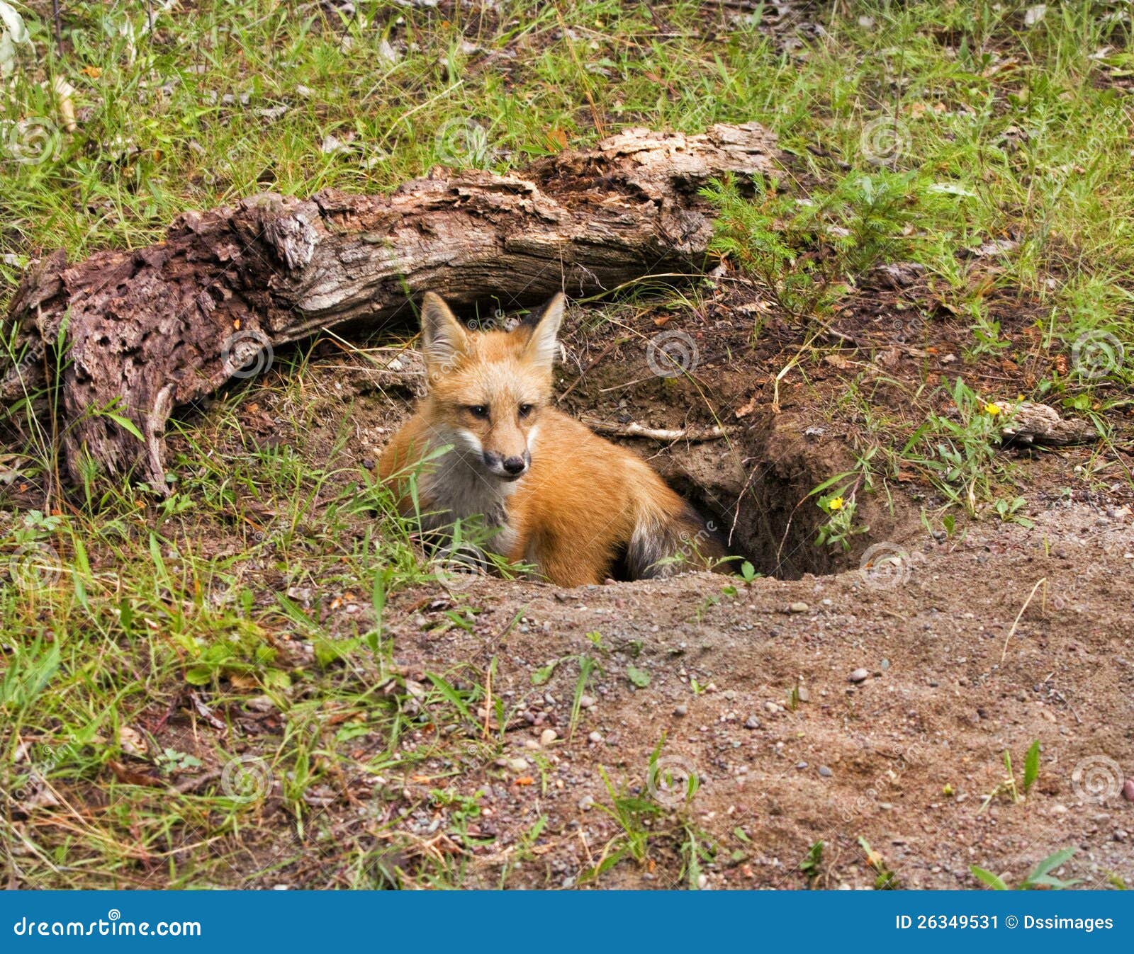 Giovane Fox rosso in tana immagine stock. Immagine di aperto - 26349531