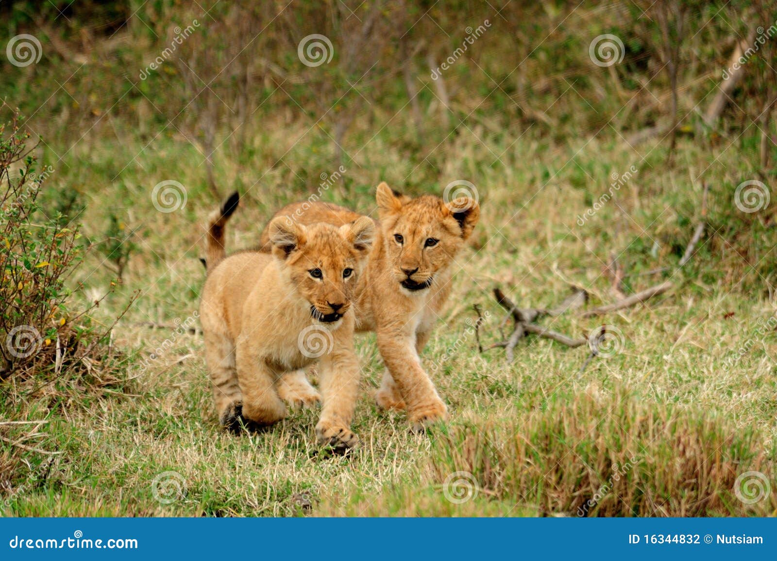 Giovane Funzionamento Del Cub Di Leone Fotografia Stock - Immagine di ...