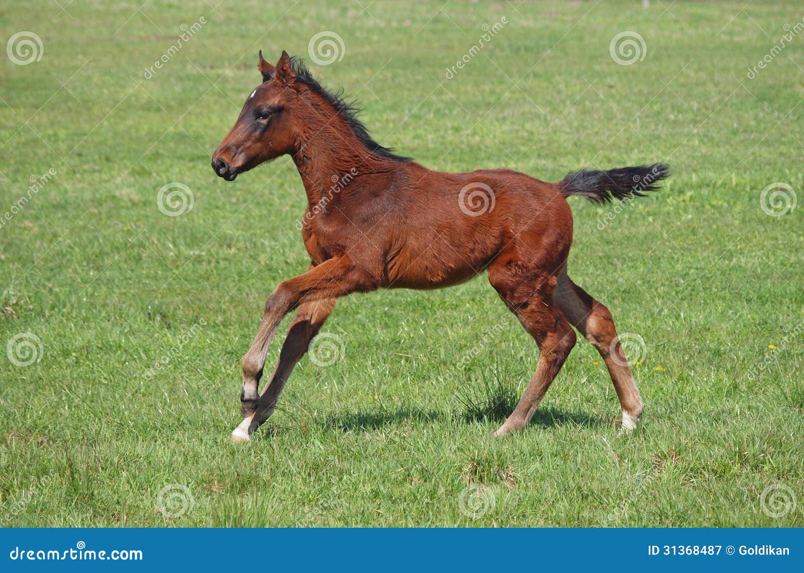 Giovane Galoppare Del Cavallo Immagine Stock - Immagine di equino, erba ...