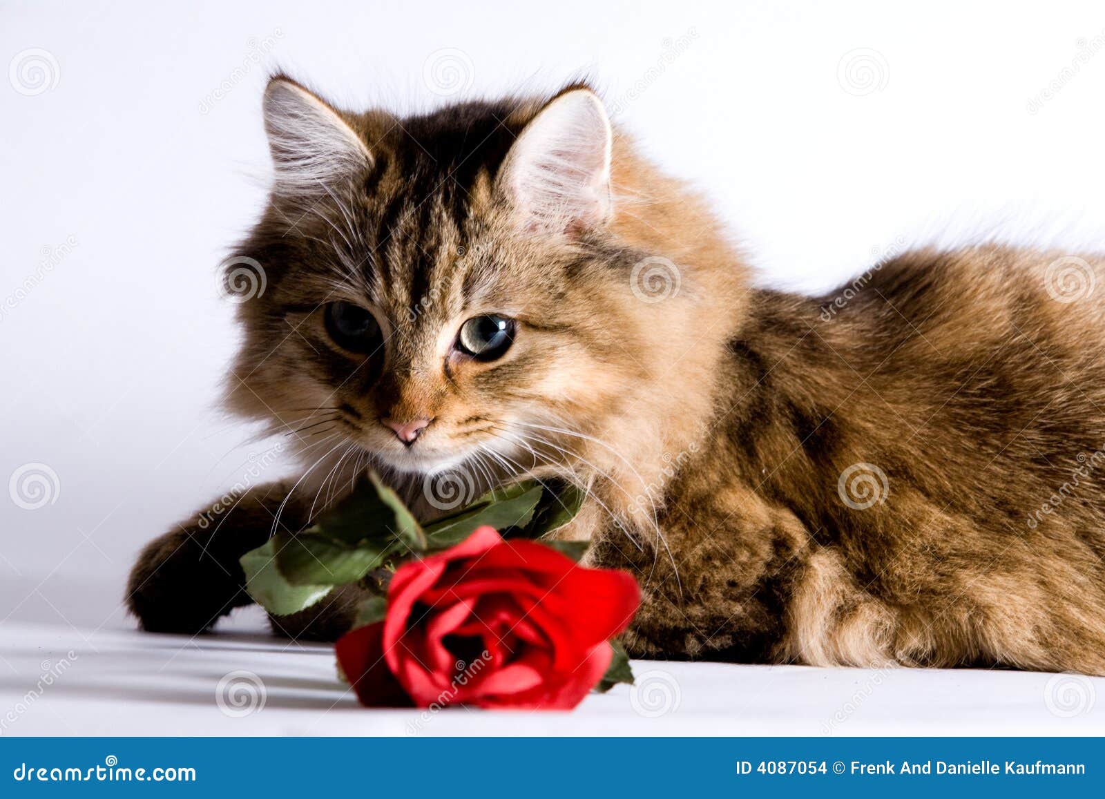 Giovane gatto con una rosa fotografia stock. Immagine di scheda - 4087054