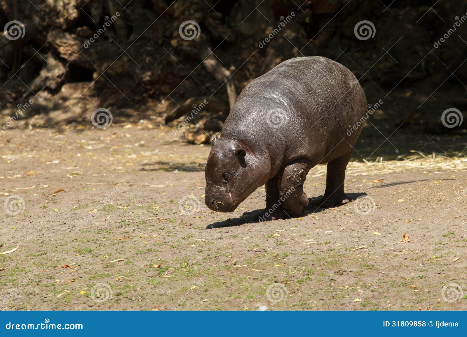 Giovane ippopotamo pigmeo fotografia stock. Immagine di riserva - 31809858