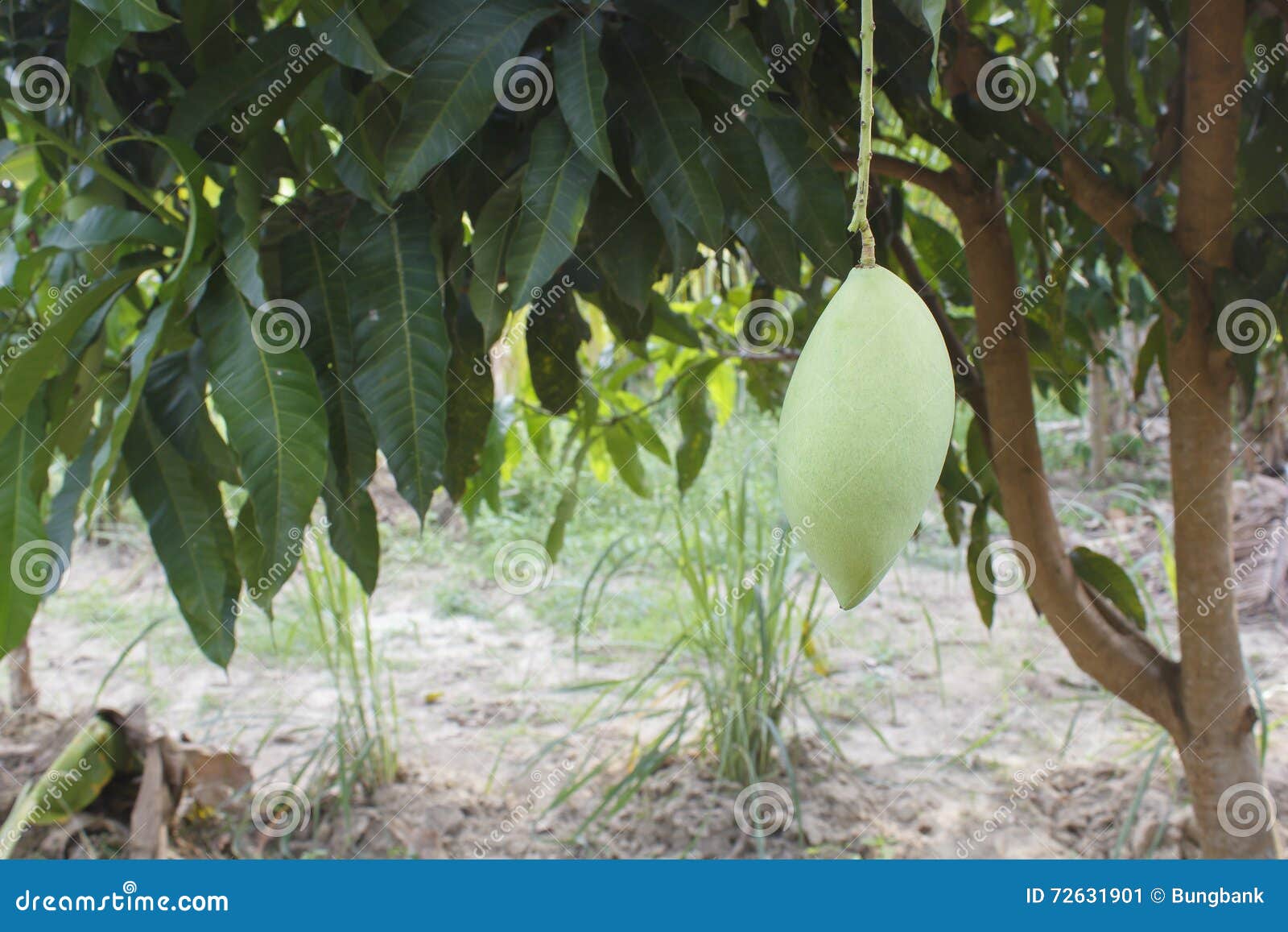 Giovane Mango Verde Che Appende Sull'albero Di Mango Nell'ambito Della ...