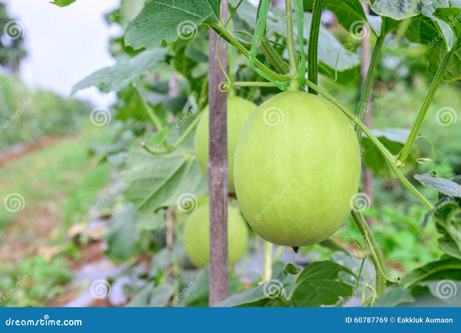 Giovane Melone Verde Che Appende Sull'albero Nel Campo Immagine Stock ...