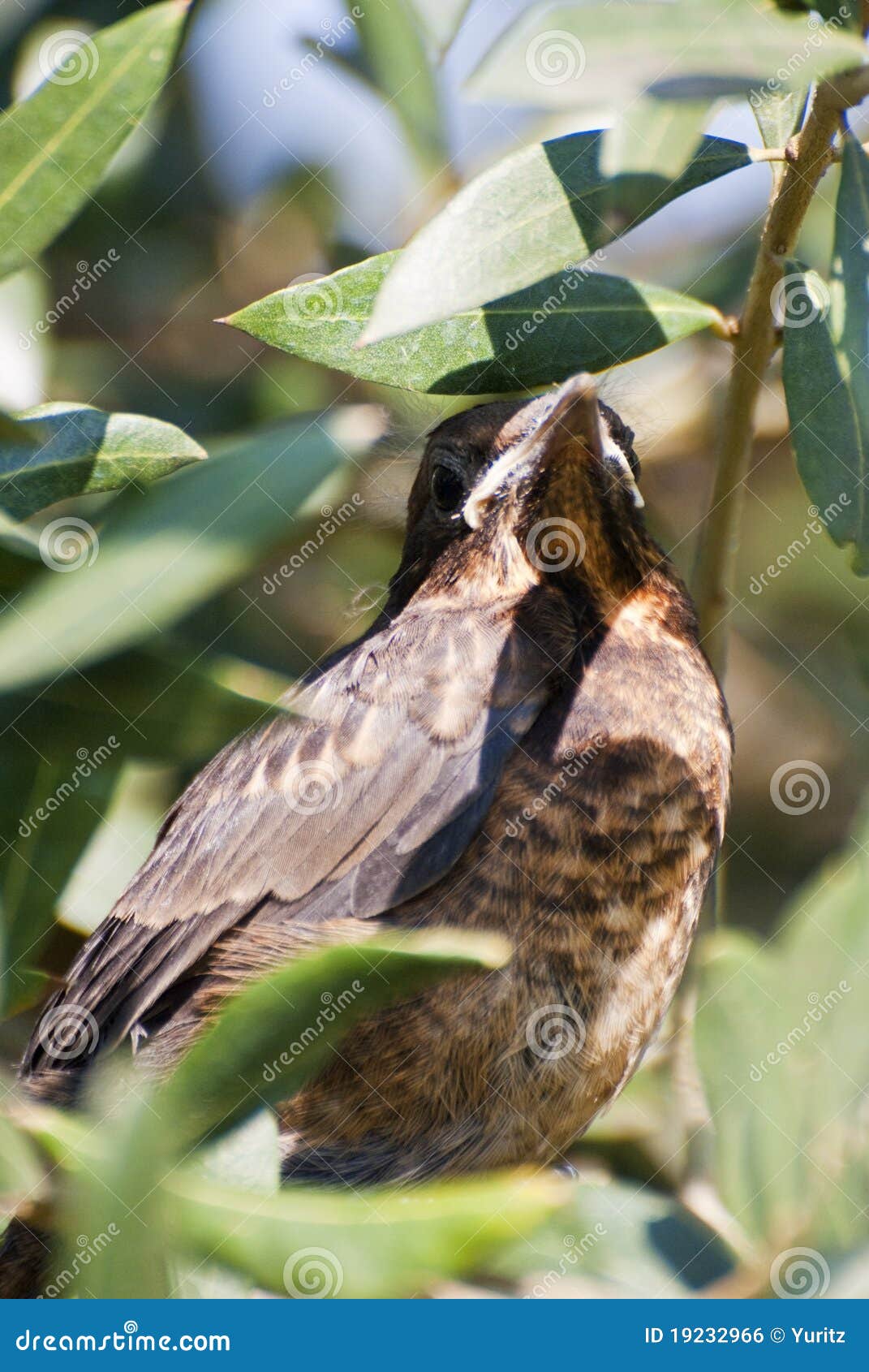 Giovane merlo fotografia stock. Immagine di uccelli, animali - 19232966