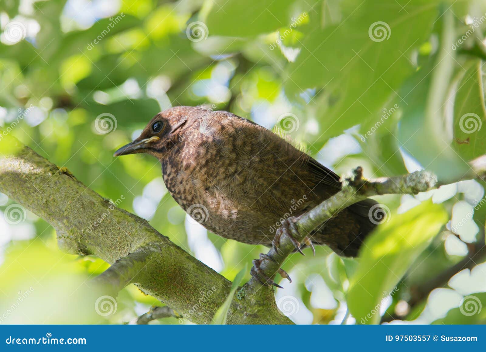 Giovane Merlo Che Si Siede in Di Melo Immagine Stock - Immagine di ...