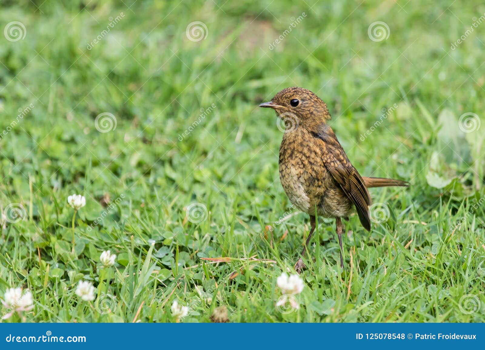 Giovane Merlo Comune Sveglio Nell'erba Fotografia Stock - Immagine di ...