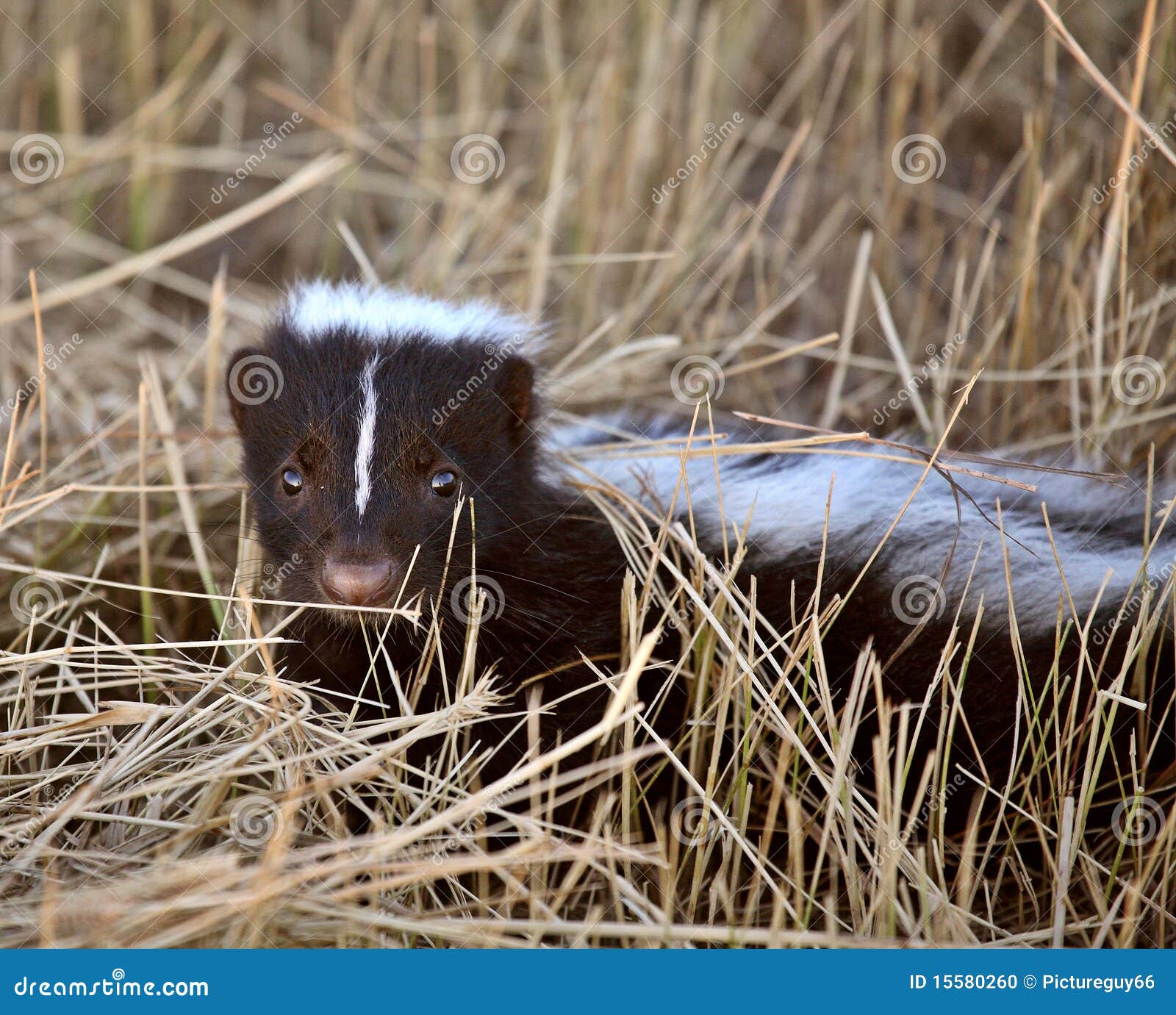 Giovane moffetta fotografia stock. Immagine di orizzontale - 15580260