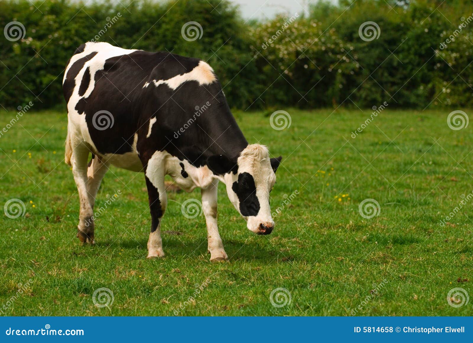Giovane mucca fotografia stock. Immagine di bianco, campagna - 5814658