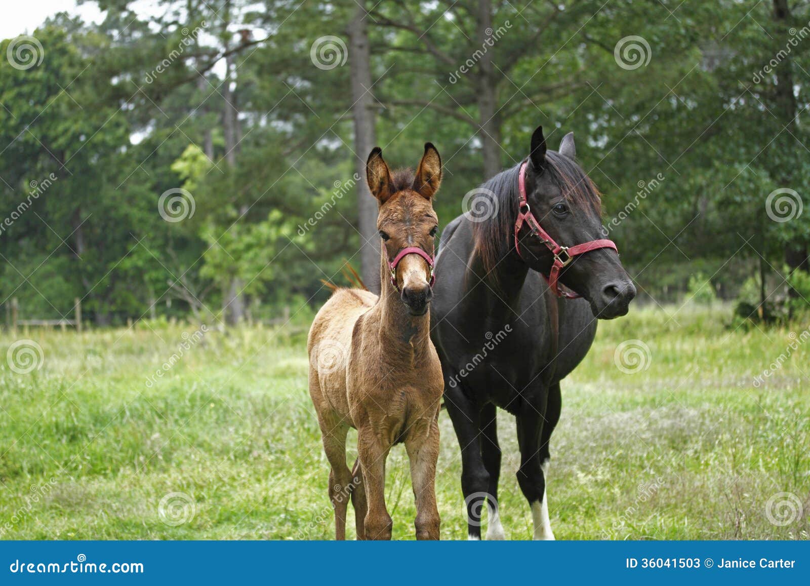 Giovane mulo con la madre immagine stock. Immagine di allarme - 36041503