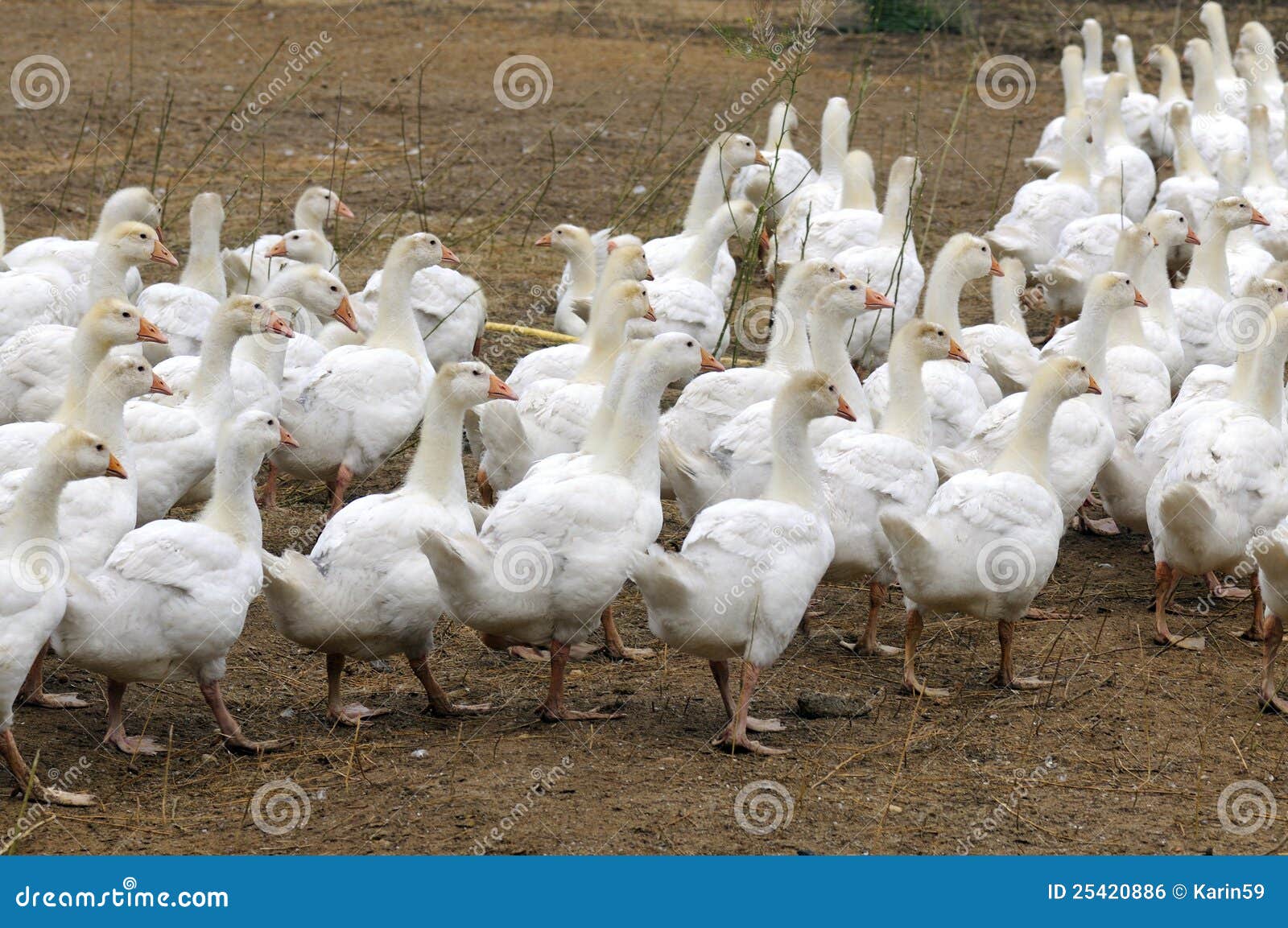 Giovane oca bianca fotografia stock. Immagine di recinzione - 25420886
