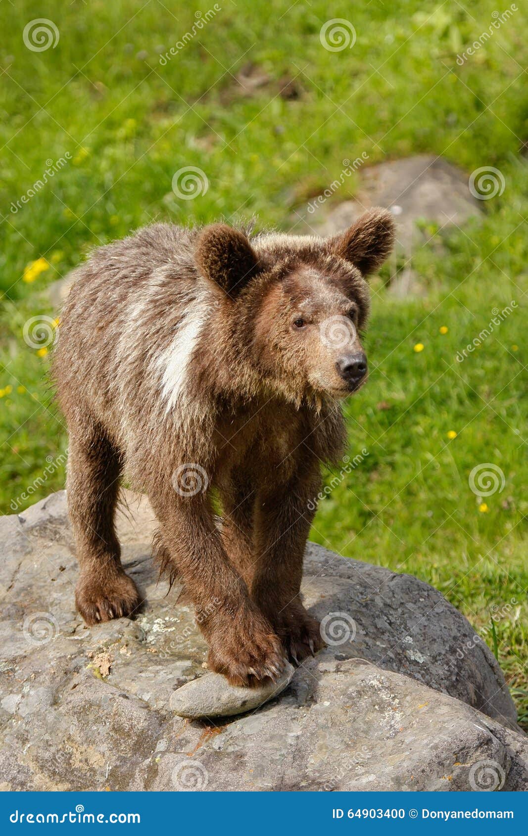 Giovane Orso Grigio (arctos Di Ursus) Fotografia Stock - Immagine di ...