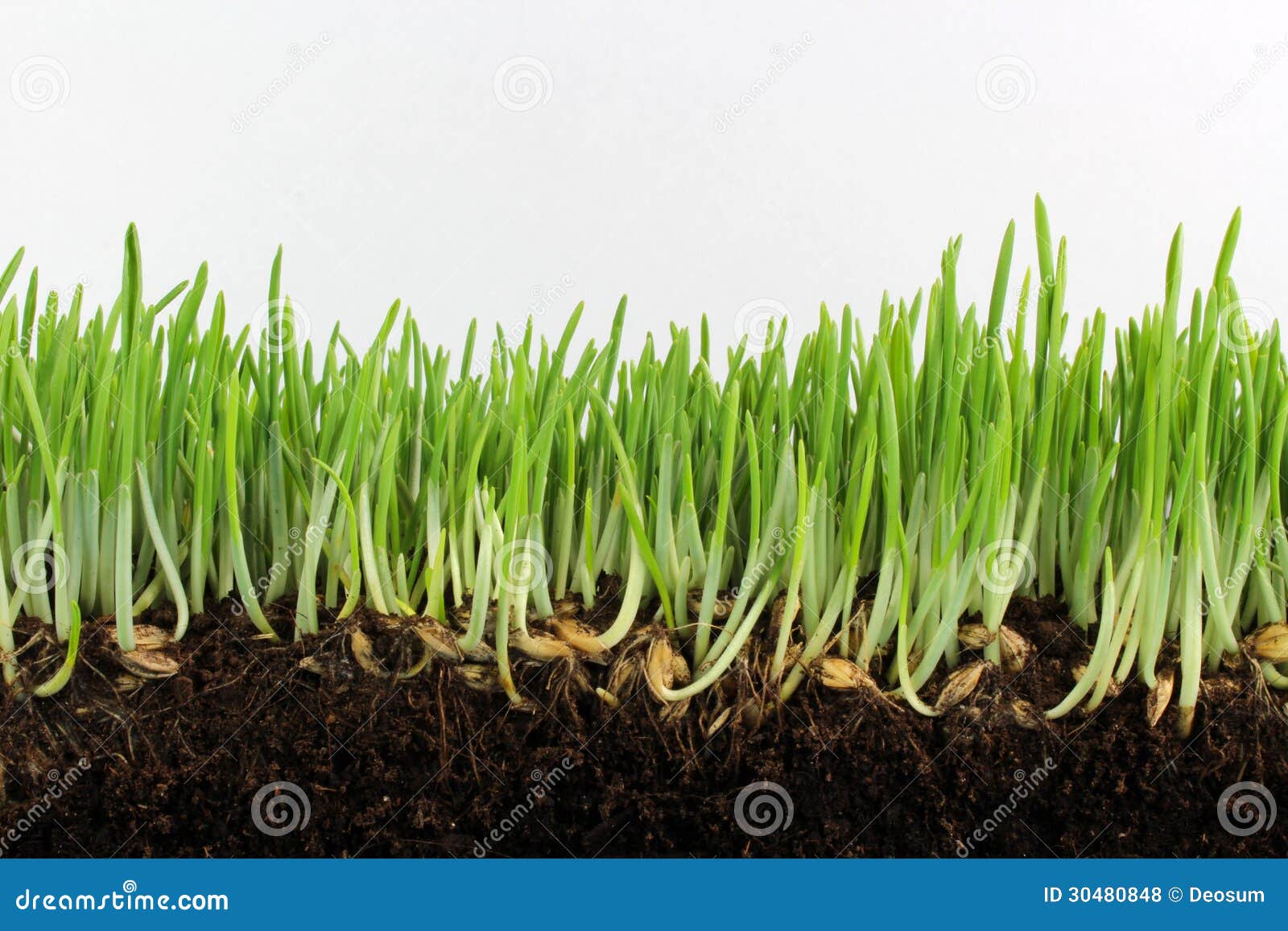 Giovane Orzo Verde Con I Semi E Le Radici Fotografia Stock - Immagine ...
