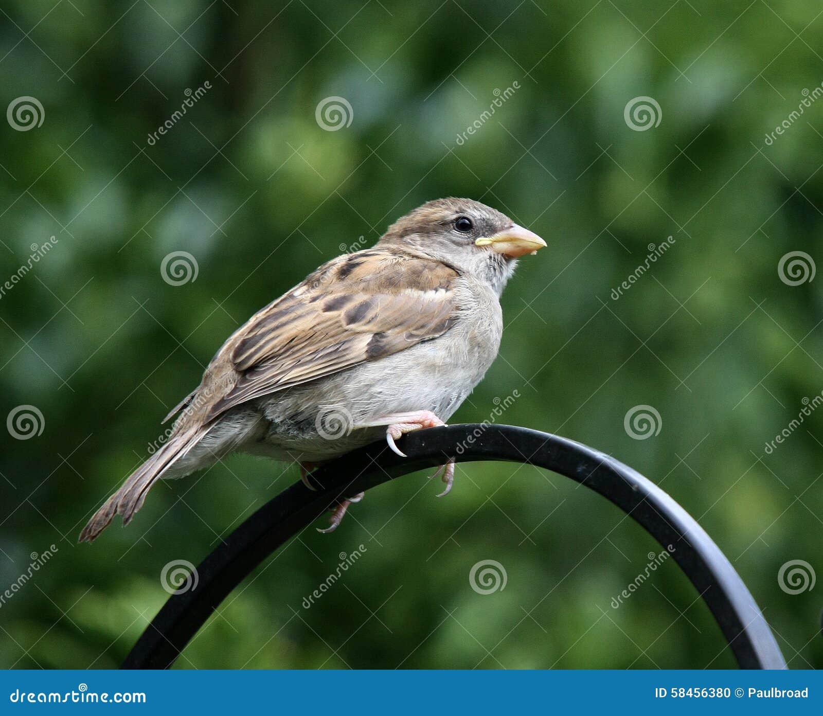 Giovane passero fotografia stock. Immagine di razza, ambientale - 58456380