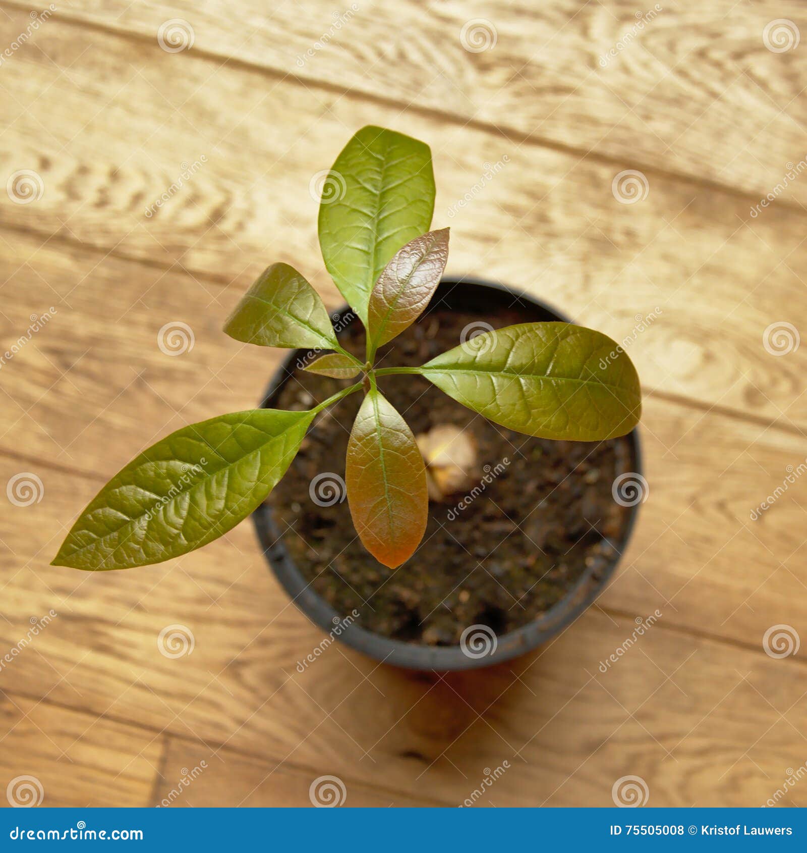 Giovane Pianta Dell'avocado Fotografia Stock - Immagine di pottatura ...