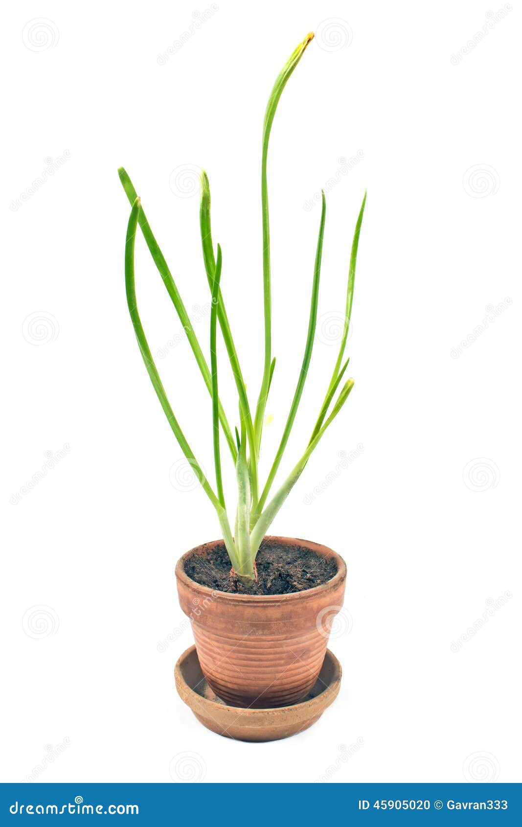 Giovane Pianta Di Cipolla in Vaso Fotografia Stock - Immagine di ...