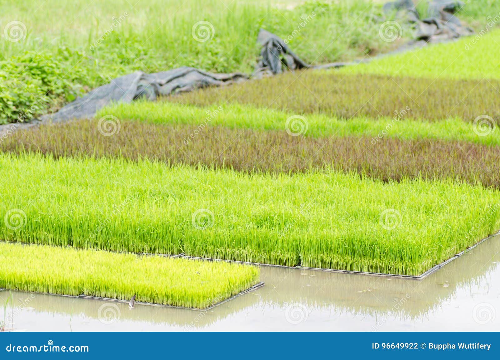 Giovane Pianta Di Riso Nel Campo Coltivato Fotografia Stock - Immagine ...