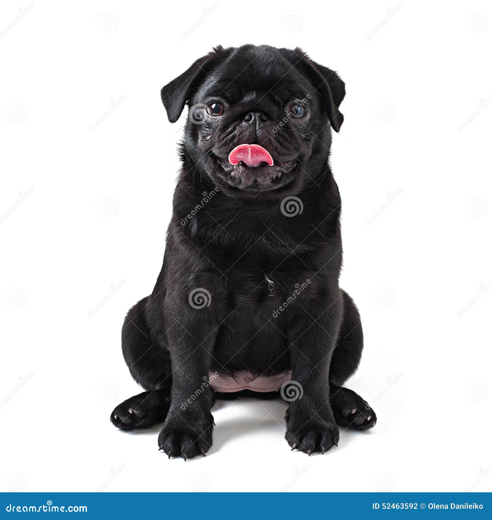 Giovane Posa Del Carlino Del Cane Nero Fotografia Stock - Immagine di ...