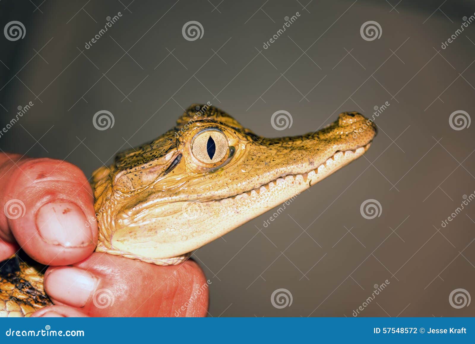 Giovane Primo Piano Del Caimano Fotografia Stock - Immagine di acqua ...