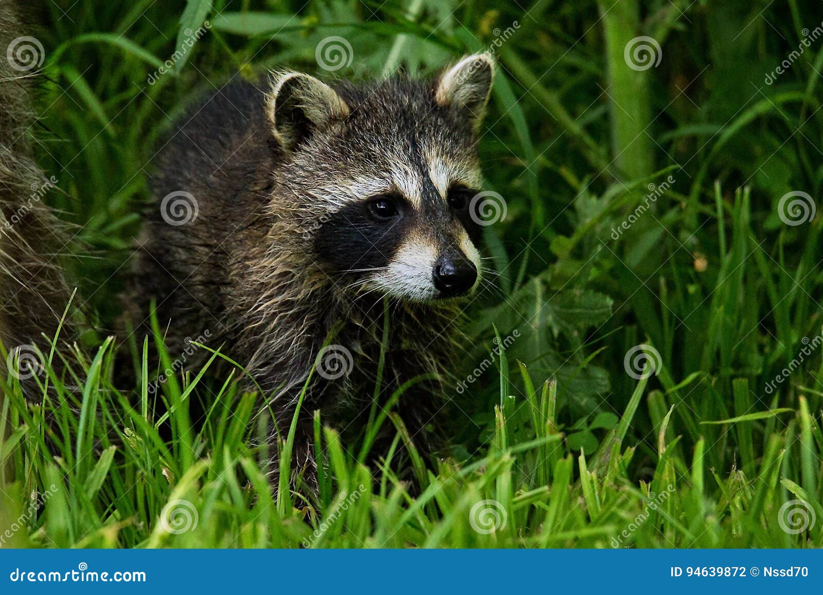 Giovane procione nell'erba fotografia stock. Immagine di nave - 94639872