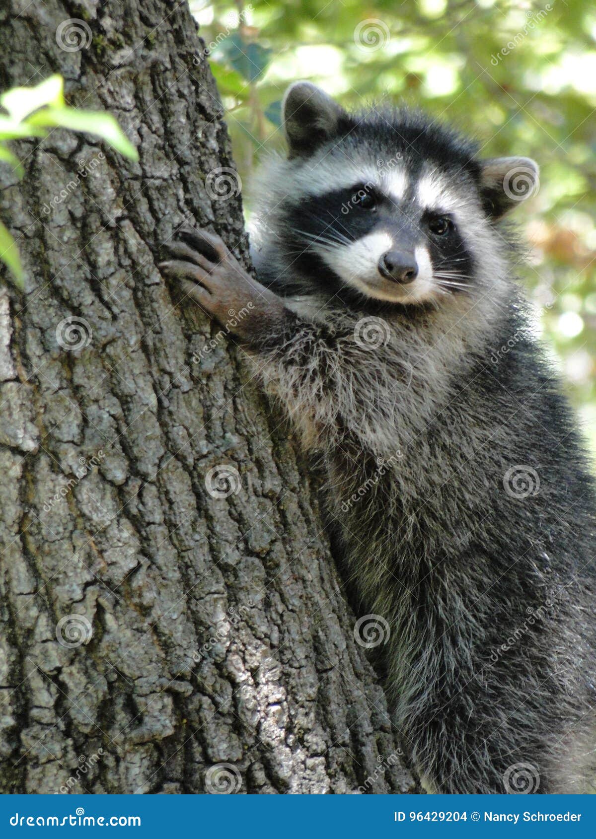 Giovane Procione Su in Un Albero Fotografia Stock - Immagine di giovane ...