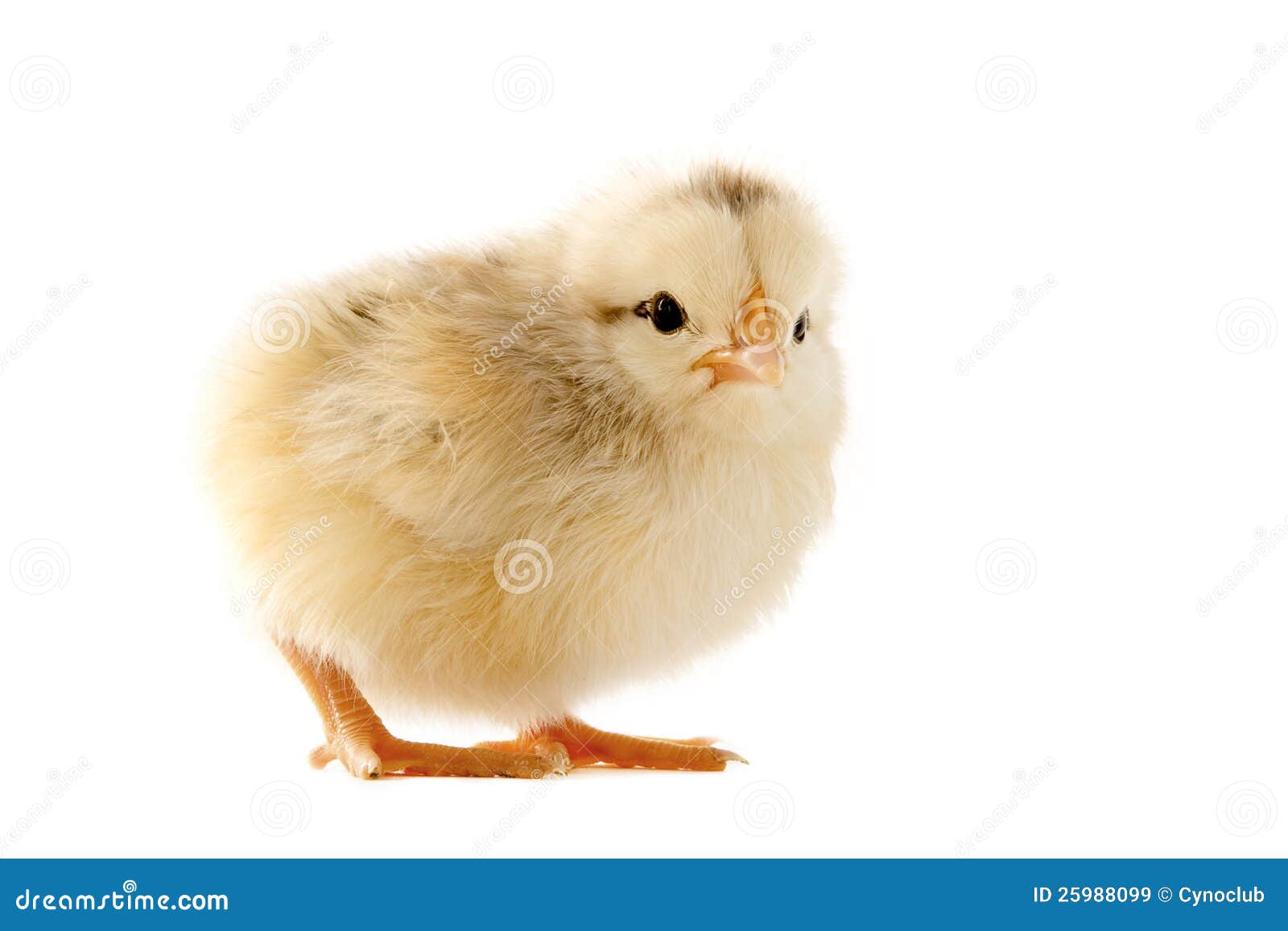 Giovane pulcino immagine stock. Immagine di pollame, gallo - 25988099