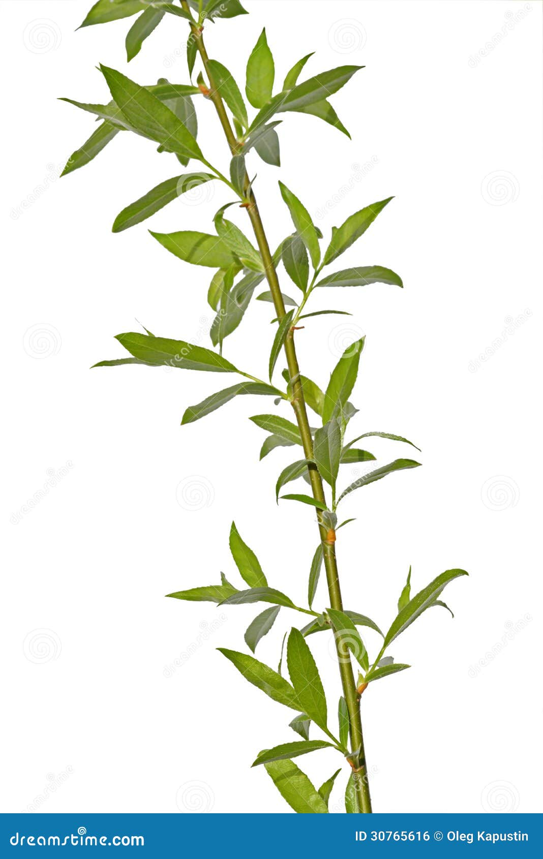 Giovane ramo del salice fotografia stock. Immagine di pulito - 30765616