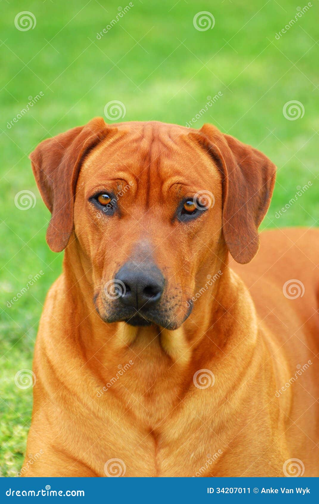 Giovane Ritratto Del Cane Di Rhodesian Ridgeback Immagine Stock ...