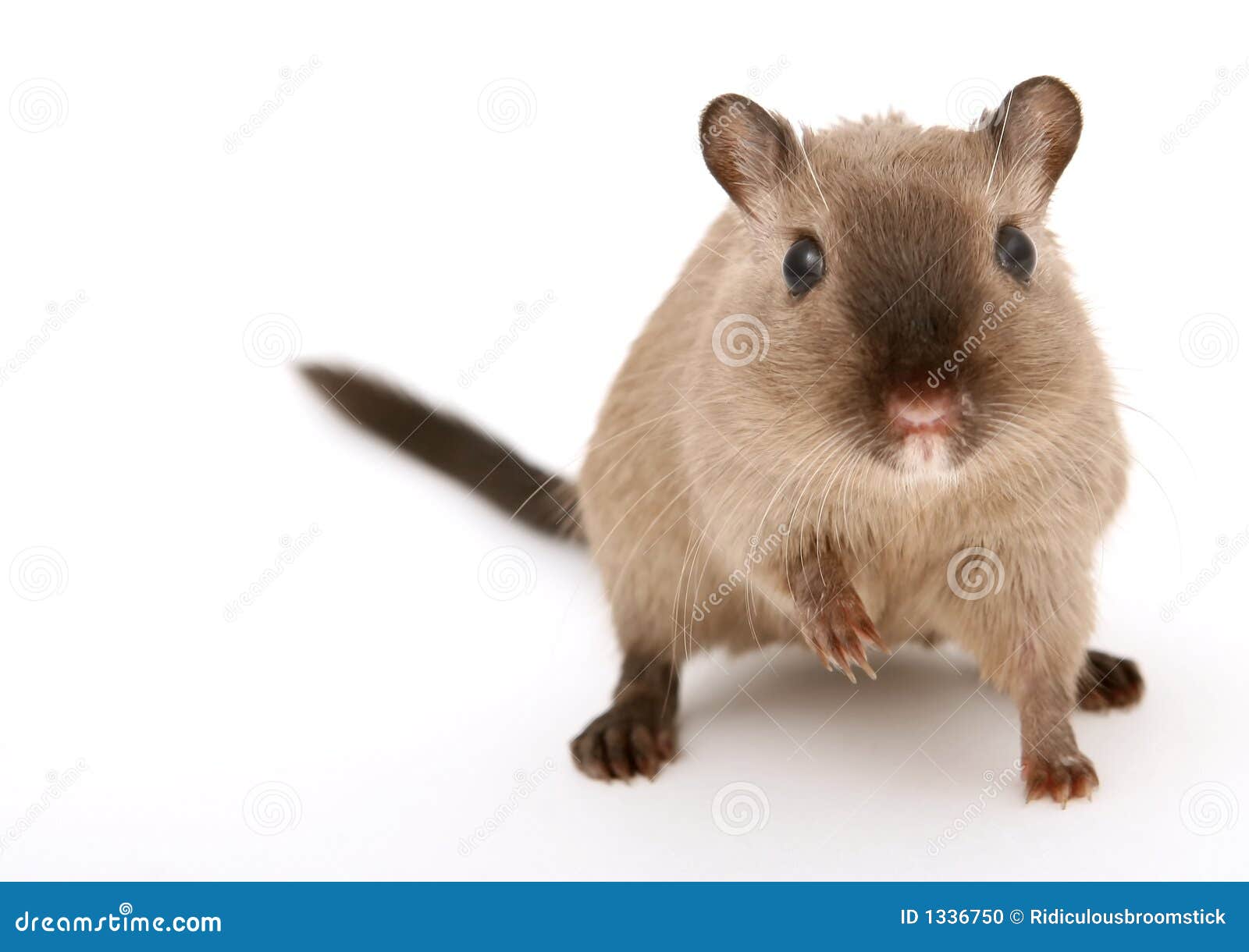 Giovane Roditore Maschio Attraente Fotografia Stock - Immagine di ...