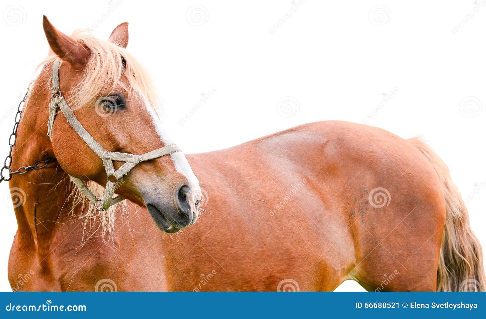 Giovane Sauro Isolato Su Bianco Immagine Stock - Immagine di castagna ...