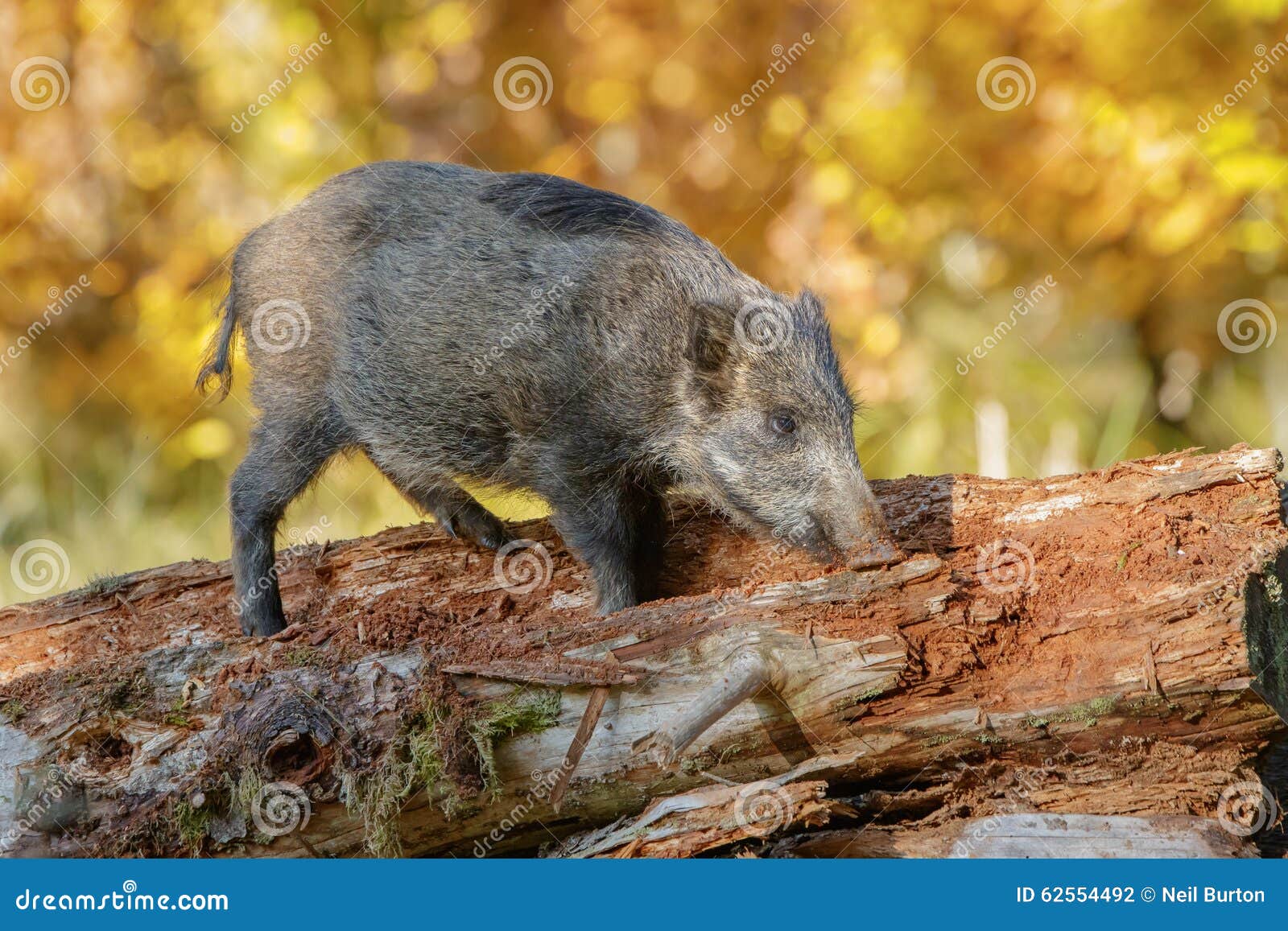 Giovane scalata del verro fotografia stock. Immagine di duro - 62554492