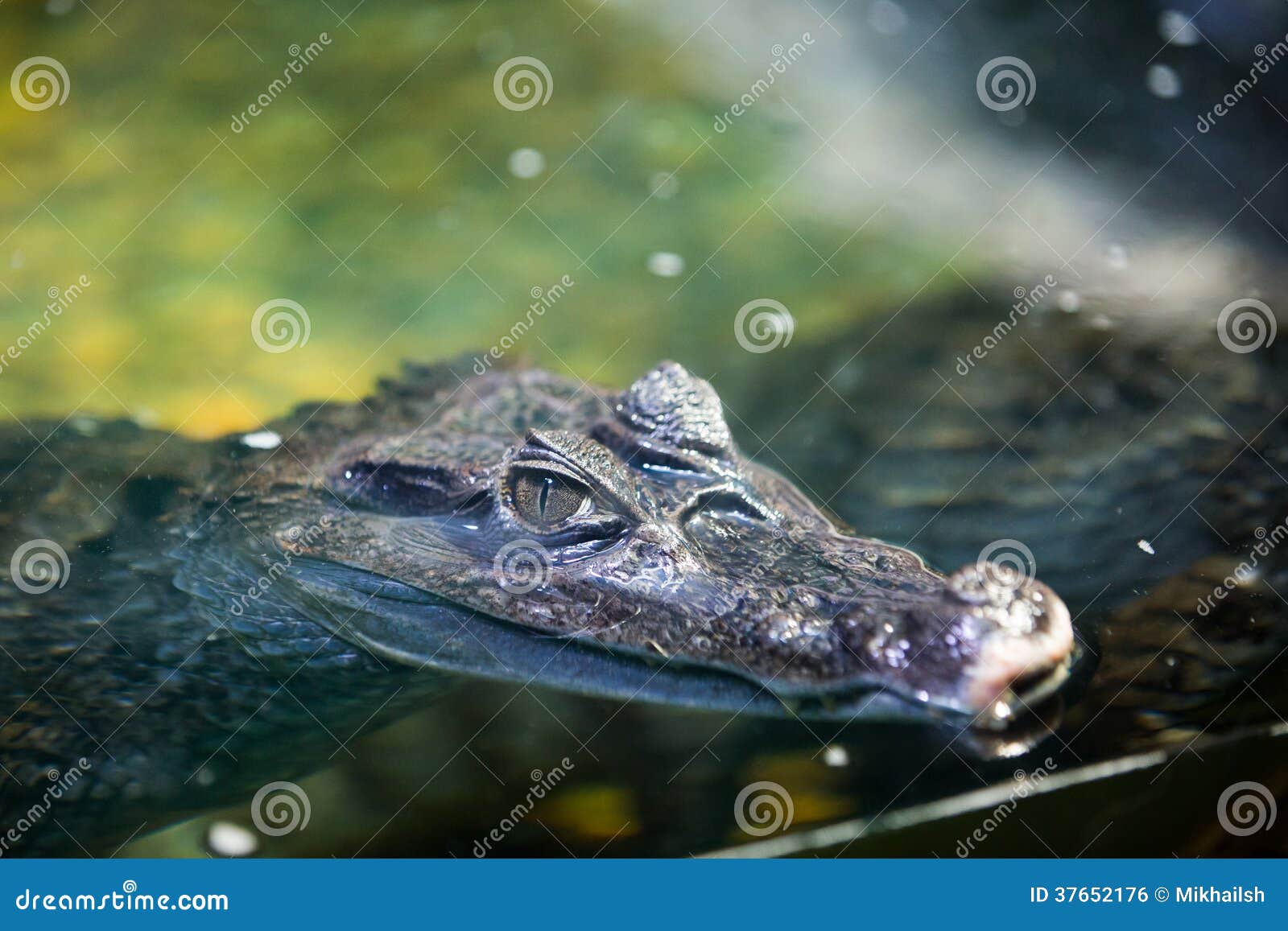 Giovane Testa Del Caimano Nell'acqua Fotografia Stock - Immagine di ...