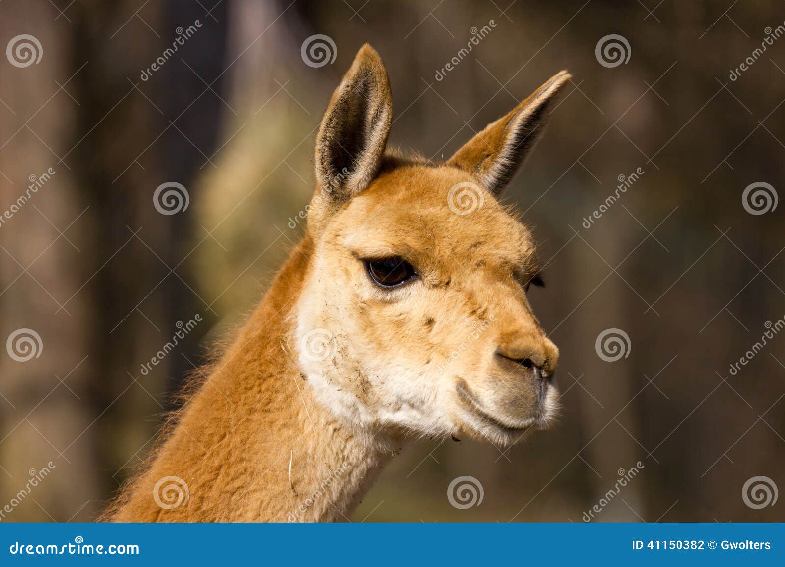 Giovane Vigogna Osservando Area Fotografia Stock - Immagine di testa ...