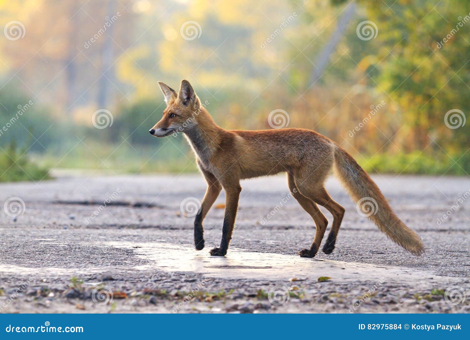Giovane Volpe Che Sta Nel Modo Fotografia Stock - Immagine di ...