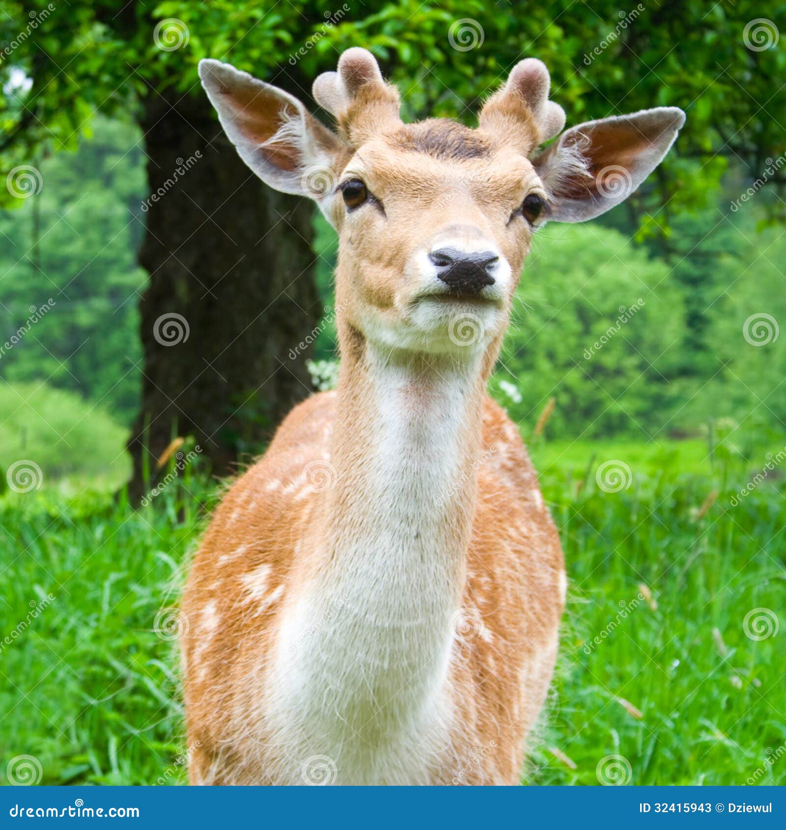 Giovani daini immagine stock. Immagine di erba, bello - 32415943