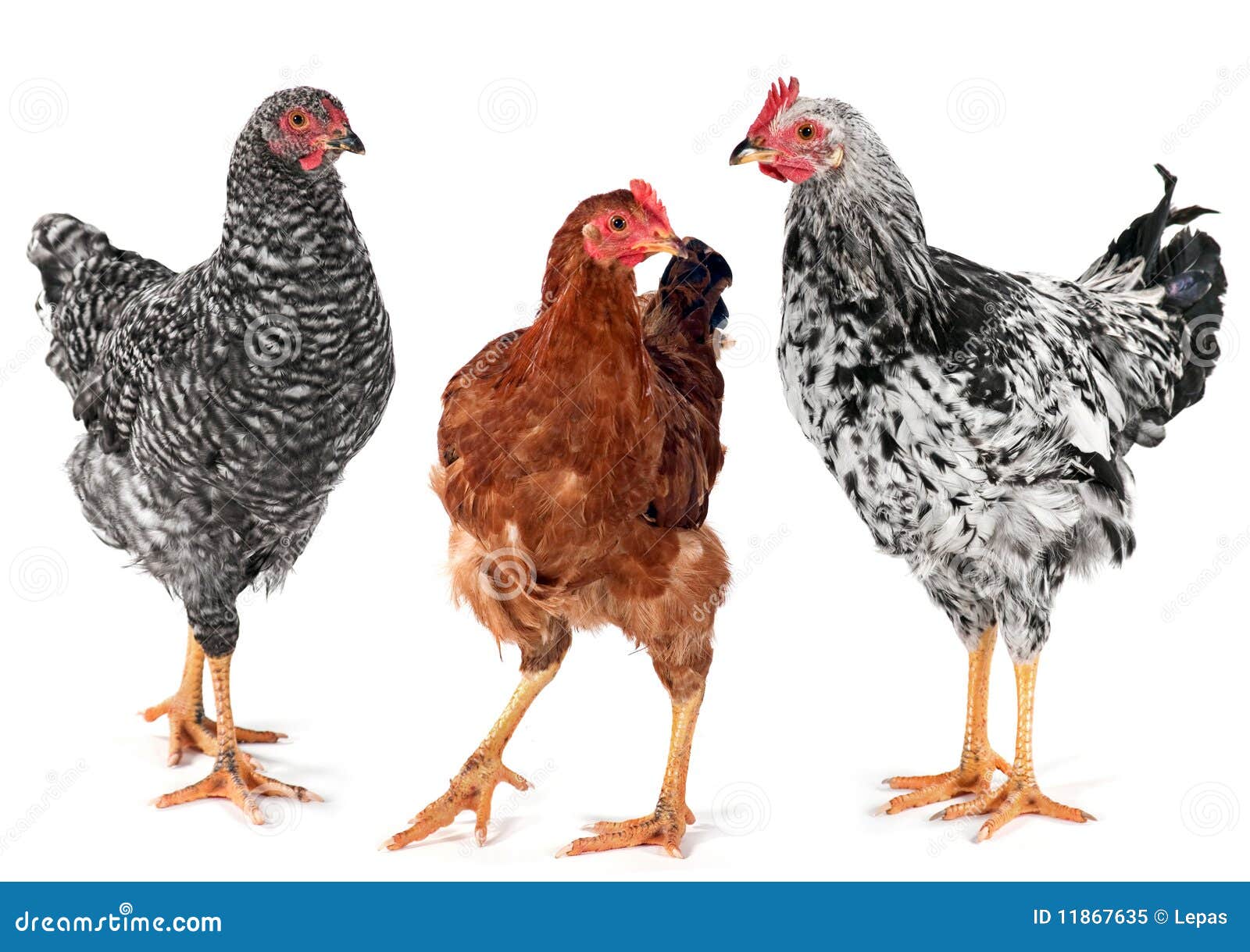 Giovani Gallina E Gallo Del Pollo Immagine Stock - Immagine di ...