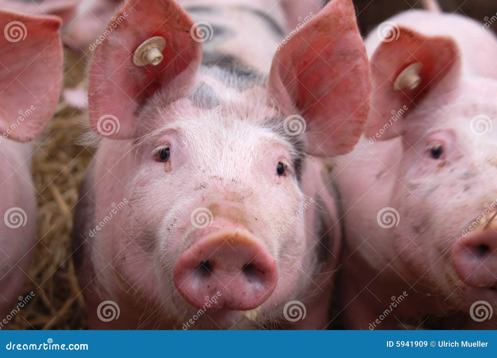 Giovani maiali immagine stock. Immagine di carne, piccolo - 5941909