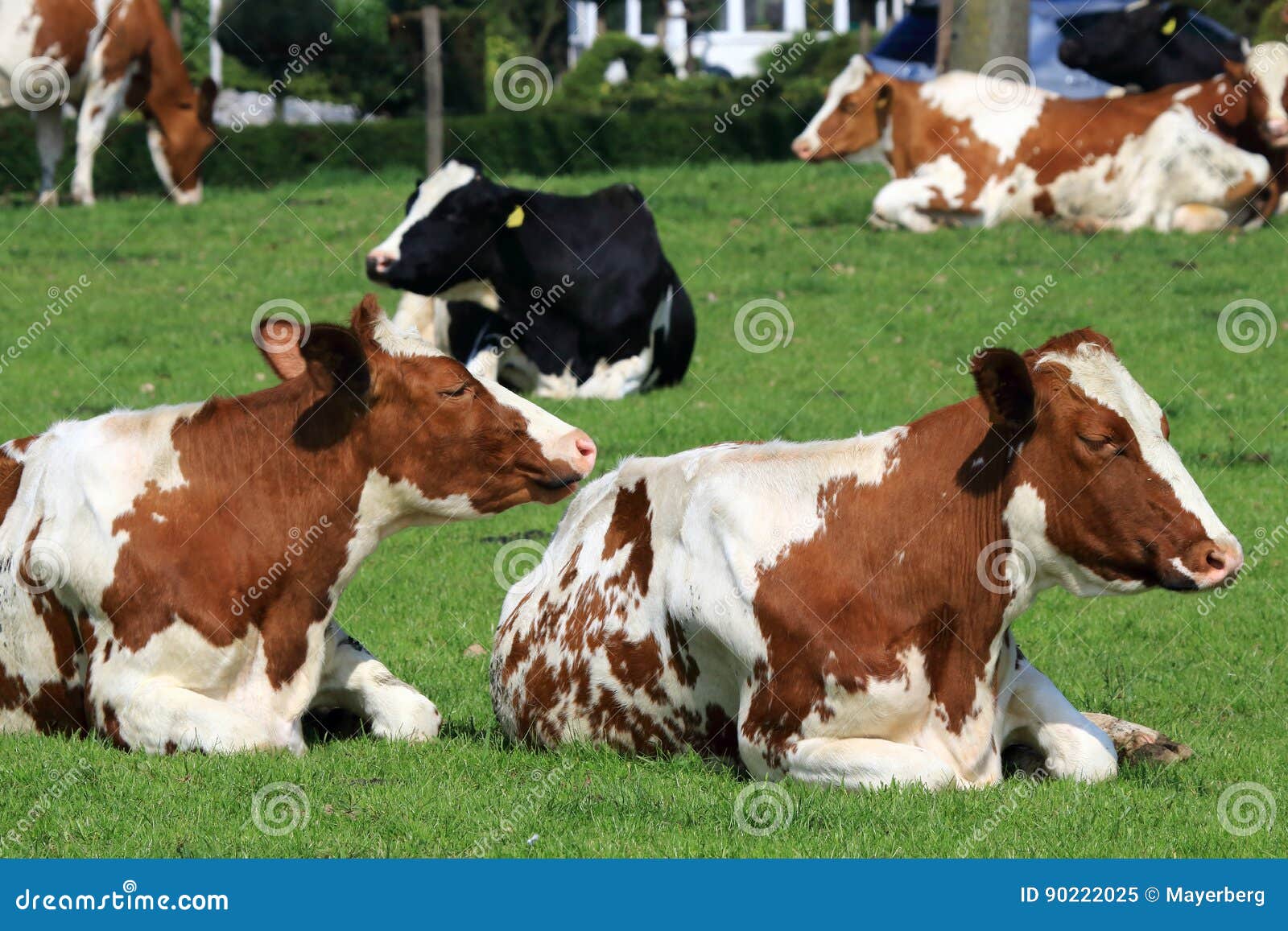 Giovani mucche nel pascolo immagine stock. Immagine di corno - 90222025