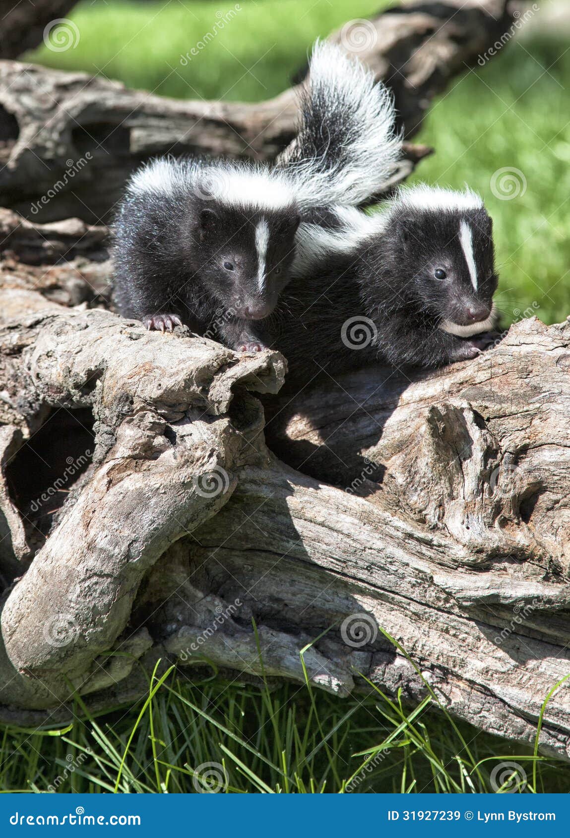 Giovani Paia Della Moffetta Immagine Stock - Immagine di bianco ...