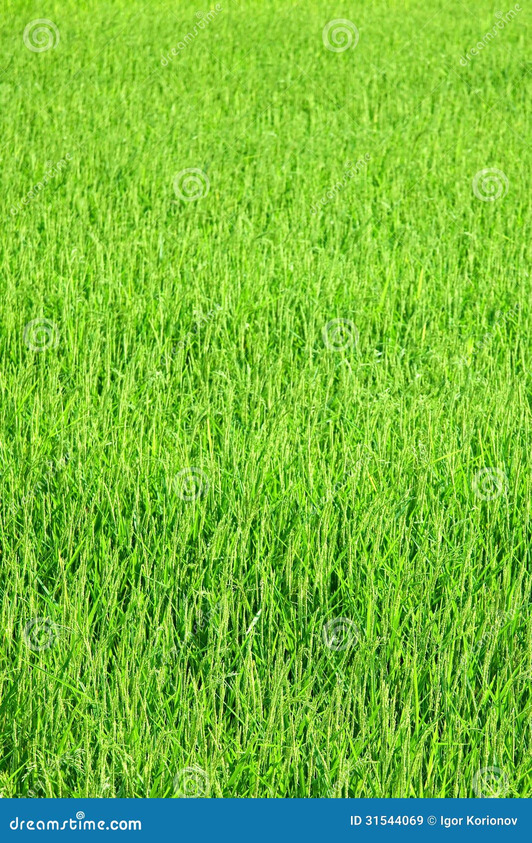 Giovani Piante Di Riso Verdi Immagine Stock - Immagine di fronte ...