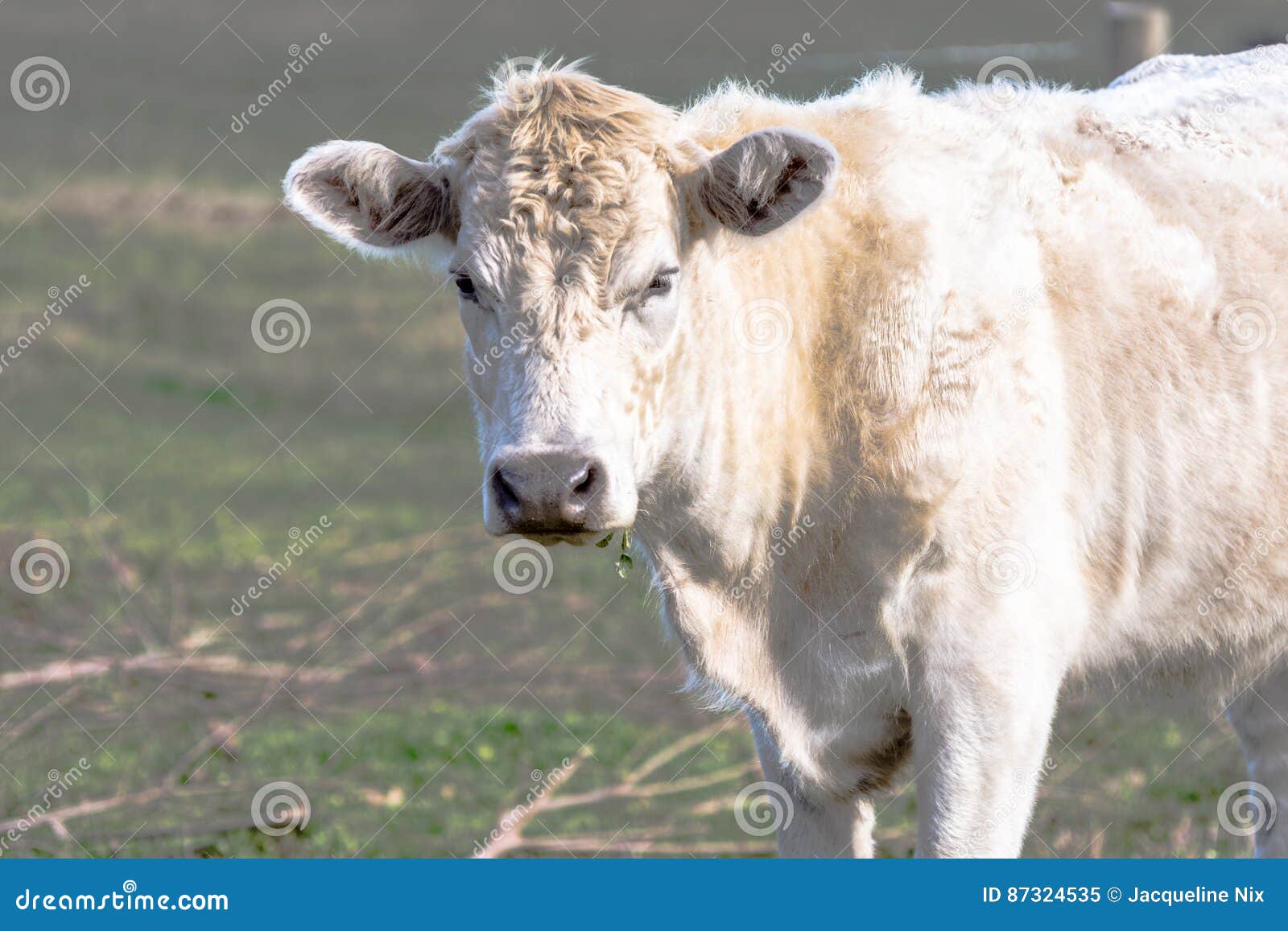 Giovenca Bianca Del Manzo Dell'ibrido Immagine Stock - Immagine di ...