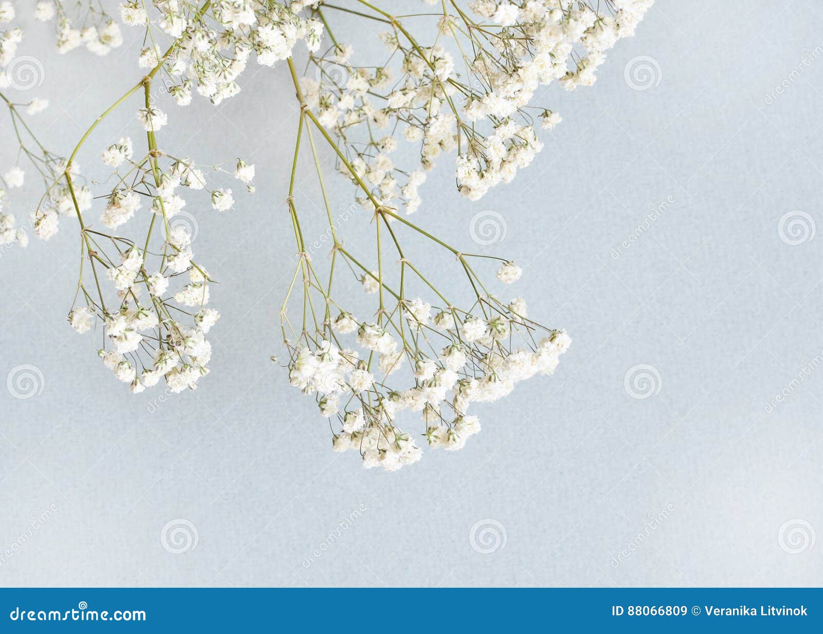 Gipsofilla Flower Branch on a Gray Background Stock Image - Image of ...