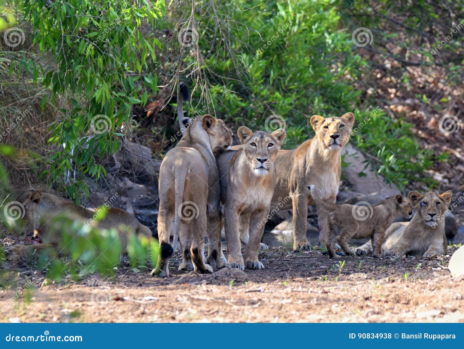 Gir lions stock photo. Image of jungle, cubs, lions, safari - 90834938