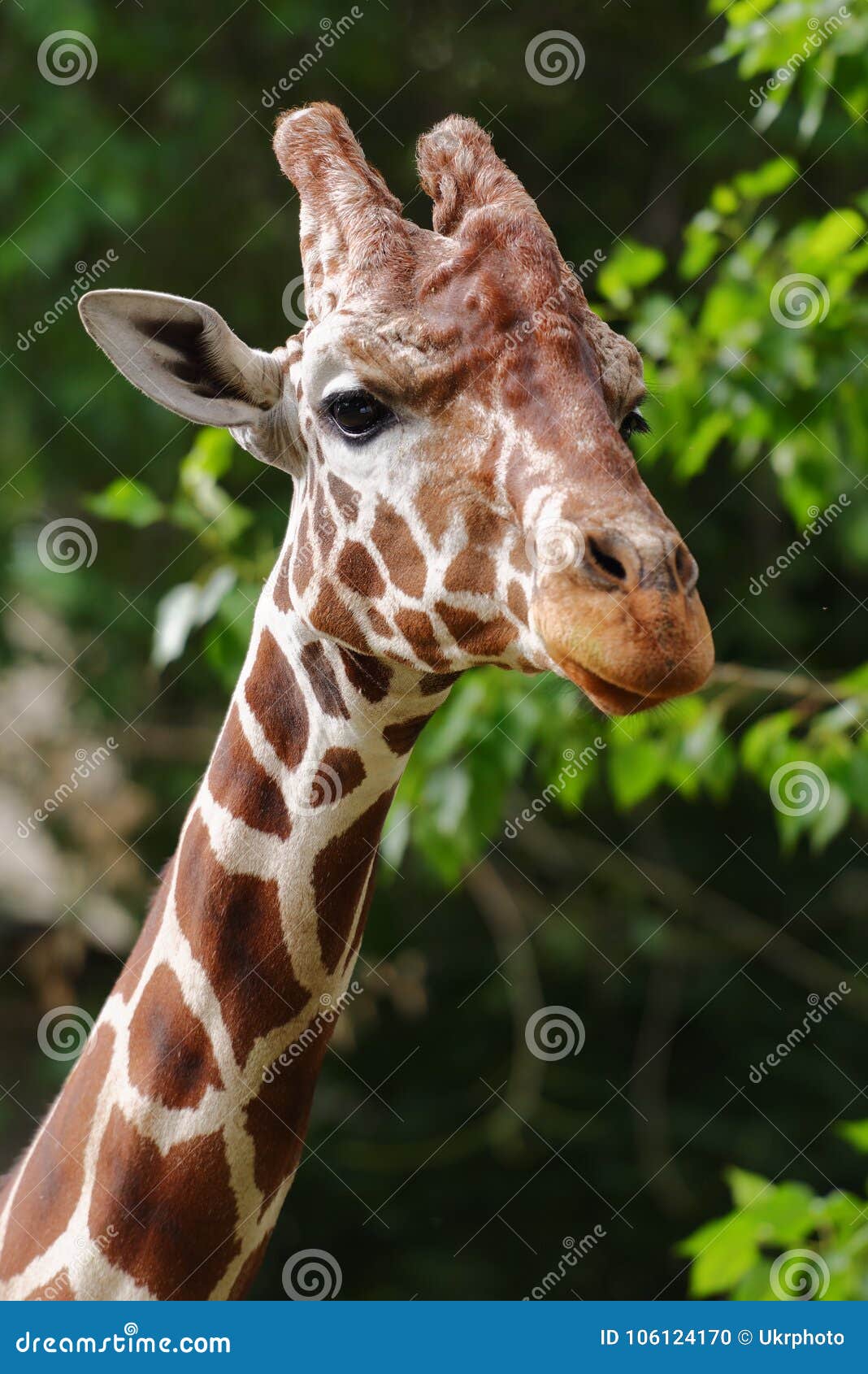 Giraf stock foto. Image of giraf, gebladerte, exemplaar - 106124170