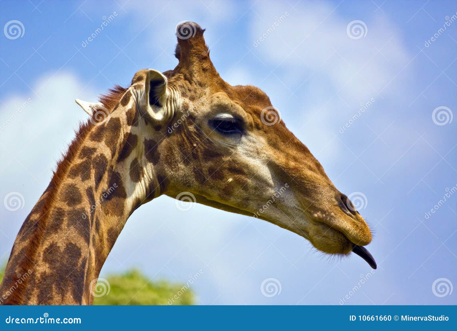 Giraf stock foto. Image of giraf, zoogdieren, leefgebied - 10661660