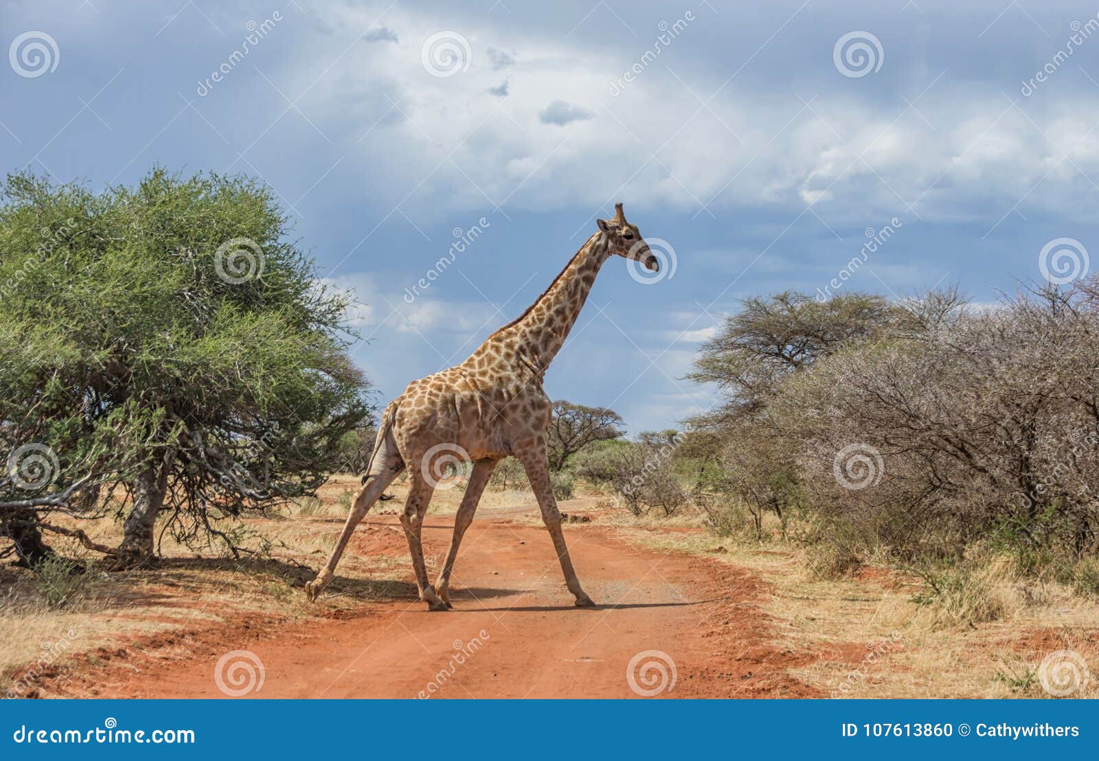 Giraf stock foto. Image of patroon, gezicht, zoogdier - 107613860